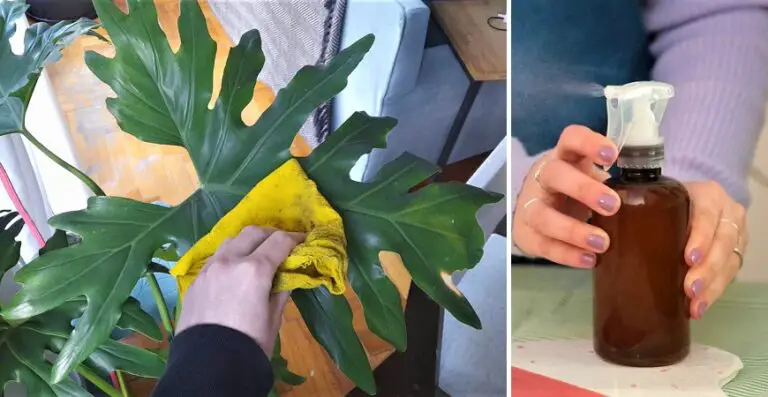 Leaf Brightening DIY: Unveiling the Radiance of Your Plants – Plants ...