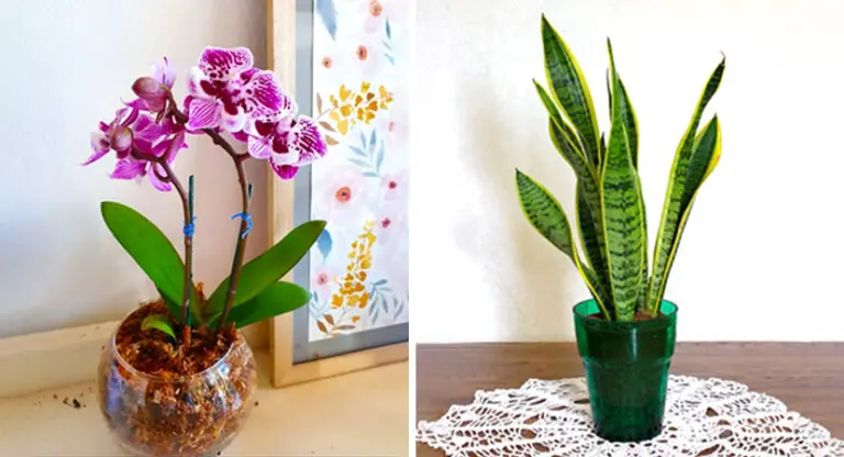 6 Indoor plants that give oxygen to the house – Plants and Garden Tips
