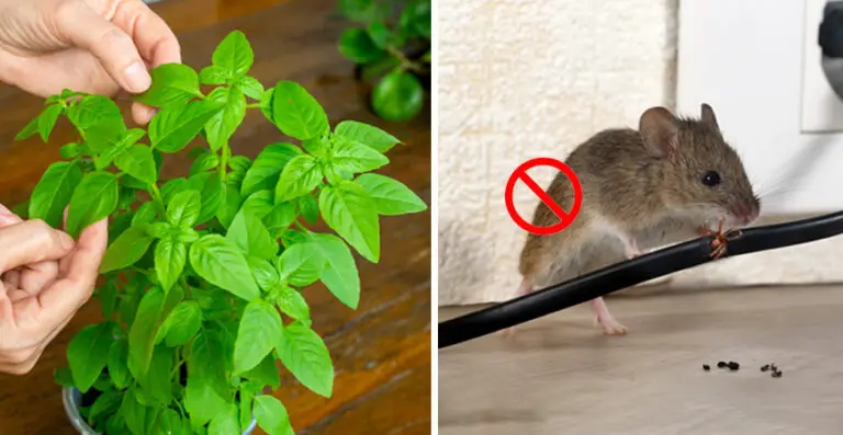 4 Plants that keep rats away from your house – Plants and Garden Tips