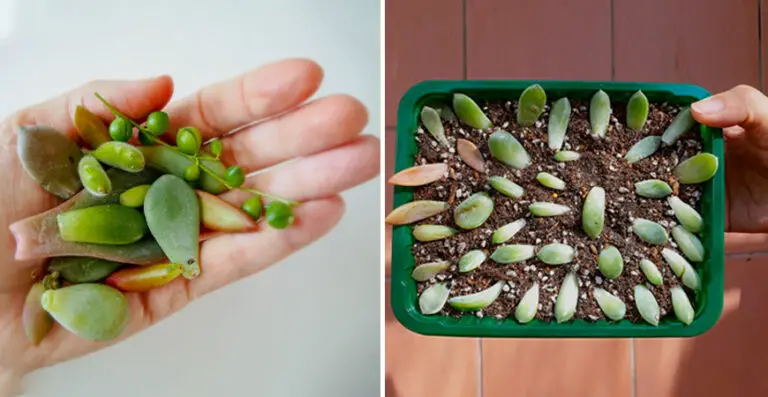 How to reproduce a succulent from a leaf? – Plants and Garden Tips