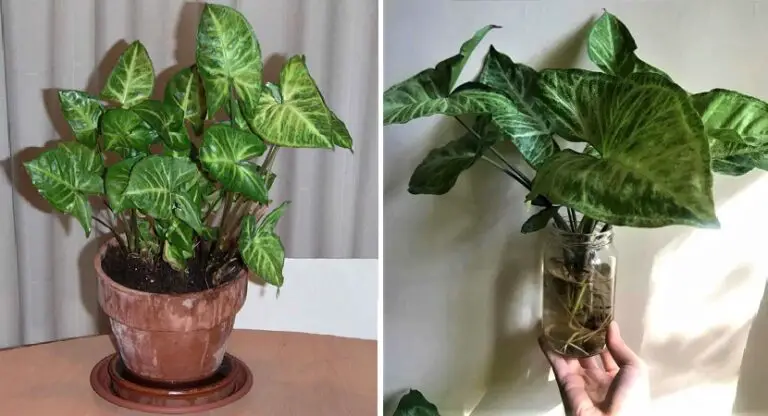How to care for the Singonium plant and reproduce it at home – Plants ...