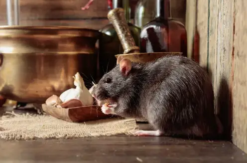 HOW TO MAKE HOMEMADE RAT POISON? 5 DEADLY INGREDIENTS, 5 EFFECTIVE ...