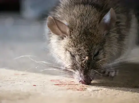 HOW TO MAKE HOMEMADE RAT POISON? 5 DEADLY INGREDIENTS, 5 EFFECTIVE ...