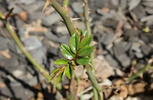 CAN WE GRAFT ROSE BUSHES IN WINTER? IF NOT, WHEN IS THE BEST TIME AND ...