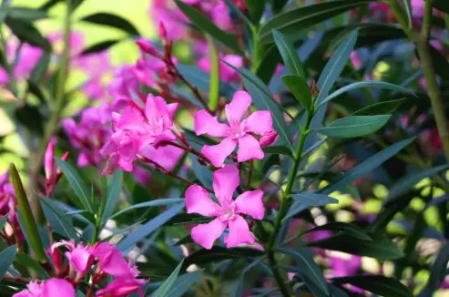 HOW TO TAKE CARE OF AN OLEANDER IN WINTER? THE BEST METHODS AND GOOD ...