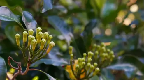 HOW TO GERMINATE CLOVES AT HOME? WHEN AND HOW TO PLANT AND GROW A CLOVE ...