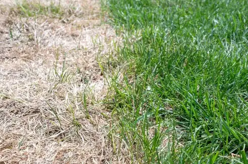 WHEN TO PUT ASH ON THE LAWN? WHAT ARE THE BENEFITS AND MISTAKES TO ...