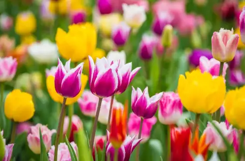 SHOULD YOU DIG UP TULIP BULBS? PLANTING TIPS AND CARE – Plants and ...