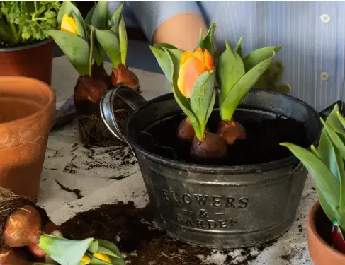 SHOULD YOU DIG UP TULIP BULBS? PLANTING TIPS AND CARE – Plants and ...