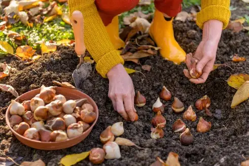 SHOULD YOU DIG UP TULIP BULBS? PLANTING TIPS AND CARE – Plants and ...