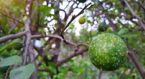 WHAT CAUSES WHITE SPOTS TO APPEAR ON LEMON TREE LEAVES? WHAT REMEDY TO ...