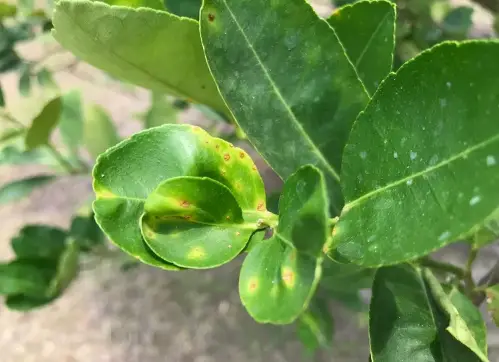 WHAT CAUSES WHITE SPOTS TO APPEAR ON LEMON TREE LEAVES? WHAT REMEDY TO ...
