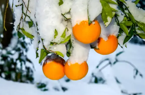 WHAT TEMPERATURE CAN AN ORANGE TREE TOLERATE? IS IT FREEZING? HOW TO ...