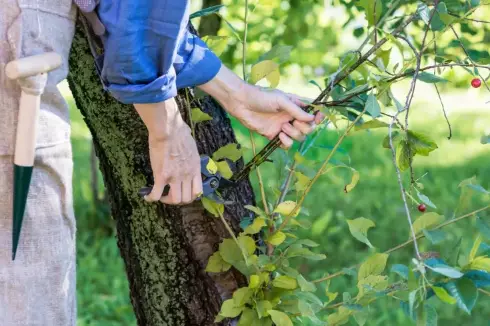 WHEN TO PRUNE CHERRY TREES? WHY PRUNE THEM AND HOW TO DO IT? – Plants ...