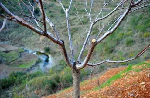 WHEN TO PRUNE CHERRY TREES? WHY PRUNE THEM AND HOW TO DO IT? – Plants ...
