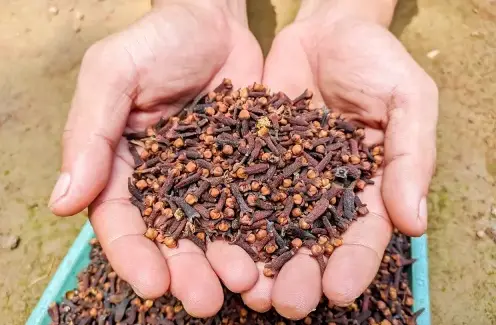 WHY PUT CLOVES IN HOUSEPLANTS? WHAT ARE THEIR BENEFITS? – Plants and ...