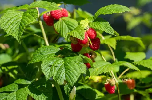 DO RASPBERRY BUSHES LIKE HORSE MANURE? HOW TO MAKE GOOD USE OF IT ...