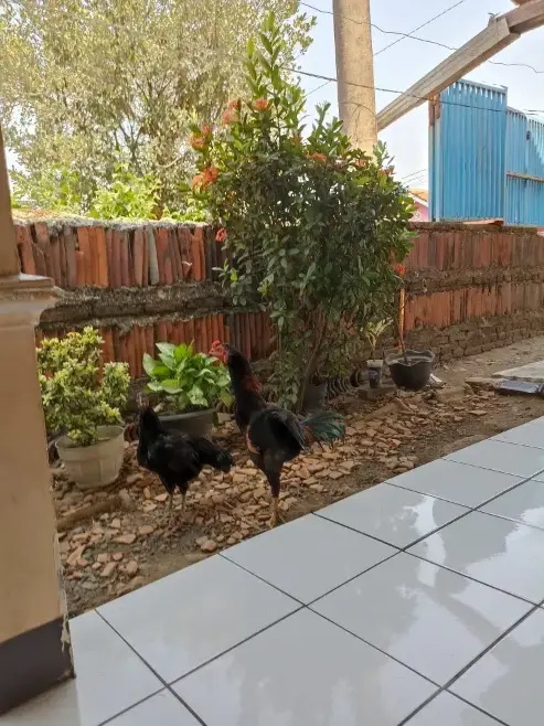 WHICH TREE TO PLANT IN A CHICKEN COOP TO PROVIDE SHADE IN SUMMER? HOW ...