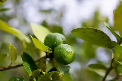 HOW TO GET LEMONS ON A LEMON TREE? TOP 5 SECRETS TO GET MORE FRUIT ...