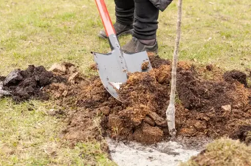 HOW TO USE ASH AT THE BASE OF SHRUBS AND VEGETABLE PLANTS – Plants and ...