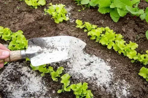 HOW TO USE ASH AT THE BASE OF SHRUBS AND VEGETABLE PLANTS – Plants and ...