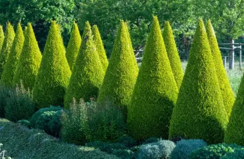 THUJA HEDGE THAT TURNS YELLOW: CAN WE REVIVE IT? WHAT TREATMENT TO SAVE ...