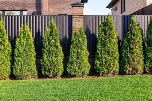 THUJA HEDGE THAT TURNS YELLOW: CAN WE REVIVE IT? WHAT TREATMENT TO SAVE ...