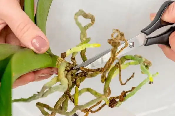 SHOULD YOU CUT THE ROOTS OF AN ORCHID IN WINTER? WHEN, HOW AND WHY ...