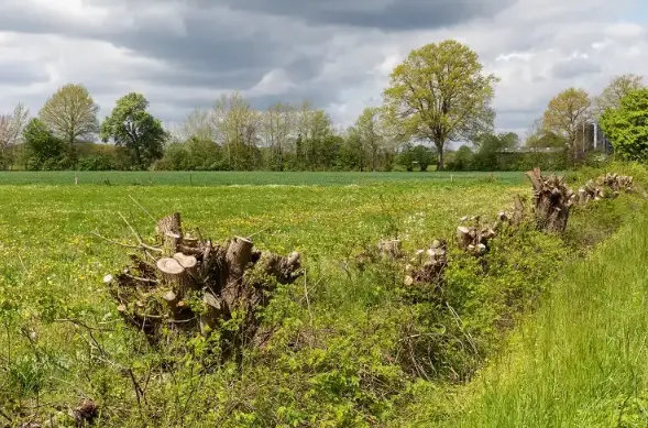 THE WHY AND HOW OF COPPICING SHRUBS: BENEFITS AND TUTORIAL – Plants and ...