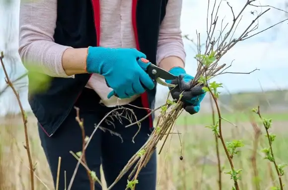 THE WHY AND HOW OF COPPICING SHRUBS: BENEFITS AND TUTORIAL – Plants and ...