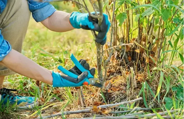 THE WHY AND HOW OF COPPICING SHRUBS: BENEFITS AND TUTORIAL – Plants and ...