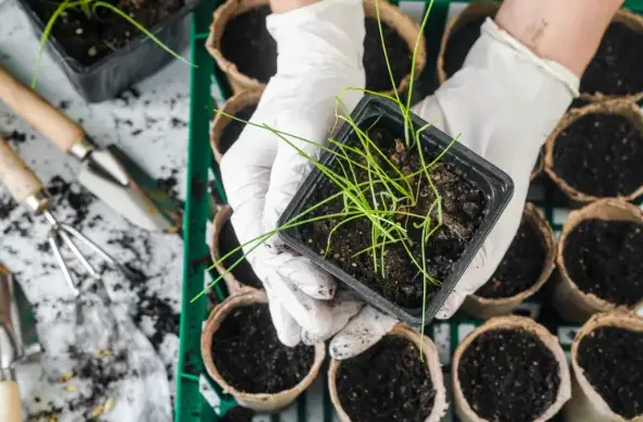 WHEN TO SOW SUMMER LEEK SEEDS IN 2024? HOW TO DO IT AND WHAT ...