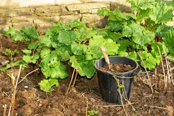 CAN YOU PUT RHUBARB LEAVES IN COMPOST? YES OR NO, AND WHY? – Plants and ...