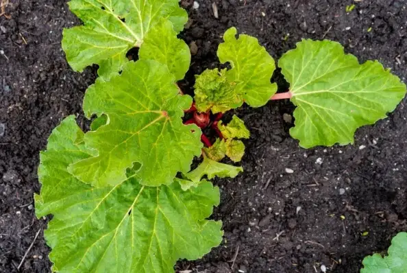 CAN YOU PUT RHUBARB LEAVES IN COMPOST? YES OR NO, AND WHY? – Plants and ...