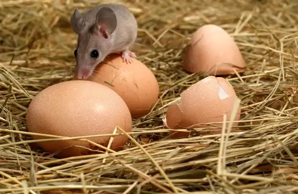 WHY DO CHICKENS ATTRACT MICE? HOW TO GET RID OF IT PERMANENTLY ...