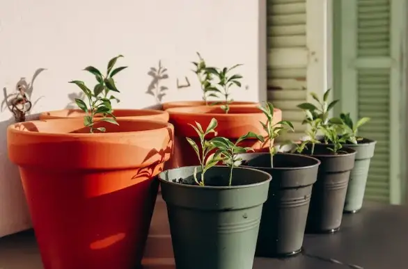 HOW TO GROW A MANDARIN TREE FROM THE SEEDS? DISCOVER THE COMPLETE GUIDE ...