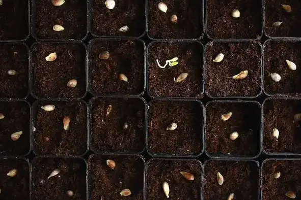 HOW TO GROW A MANDARIN TREE FROM THE SEEDS? DISCOVER THE COMPLETE GUIDE ...