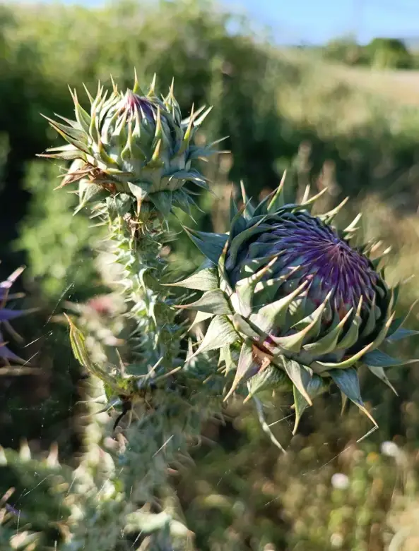 DOES CARDOON GROW BACK? HOW TO PROTECT IT FROM FROST? MAINTENANCE TIPS ...