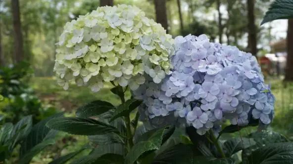 WHAT MONTH TO PRUNE HYDRANGEAS IN 2024? HOW TO HAVE SUMPTUOUS FLOWERS ...