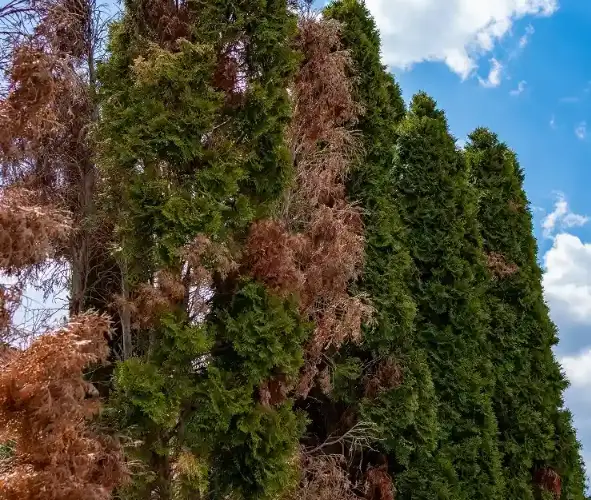 THUJA DISEASE: WHY IS MY GREEN HEDGE TURNING BROWN AND HOW CAN I ...