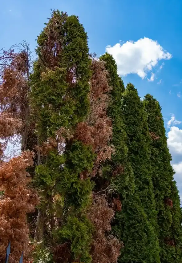 THUJA DISEASE: WHY IS MY GREEN HEDGE TURNING BROWN AND HOW CAN I ...