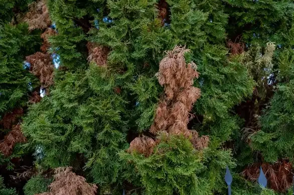 THUJA DISEASE: WHY IS MY GREEN HEDGE TURNING BROWN AND HOW CAN I ...