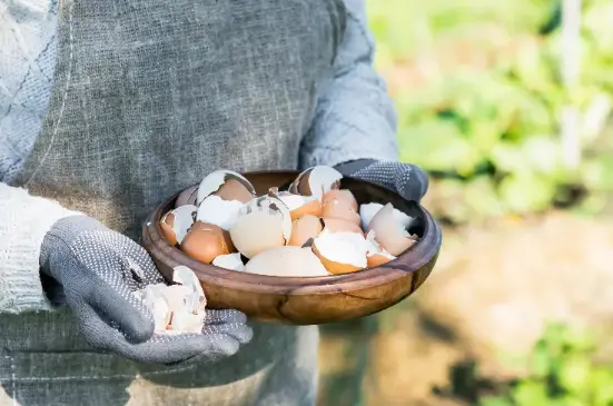 EGGSHELL POWDER IN THE GARDEN: DISCOVER THE SECRETS TO SUCCESS – Plants ...