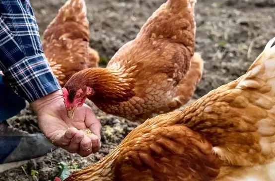 WHAT TO DO WITH MUSSEL SHELLS? 5 WAYS TO USE THEM IN THE GARDEN AND ...