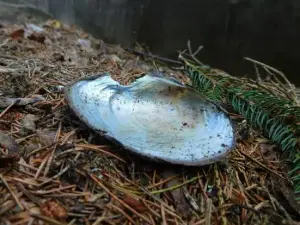 WHAT TO DO WITH MUSSEL SHELLS? 5 WAYS TO USE THEM IN THE GARDEN AND ...