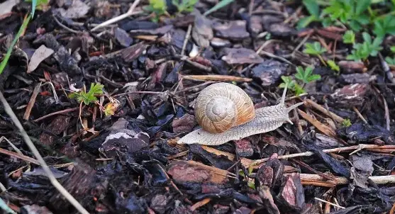 WHAT TO DO WITH MUSSEL SHELLS? 5 WAYS TO USE THEM IN THE GARDEN AND ...