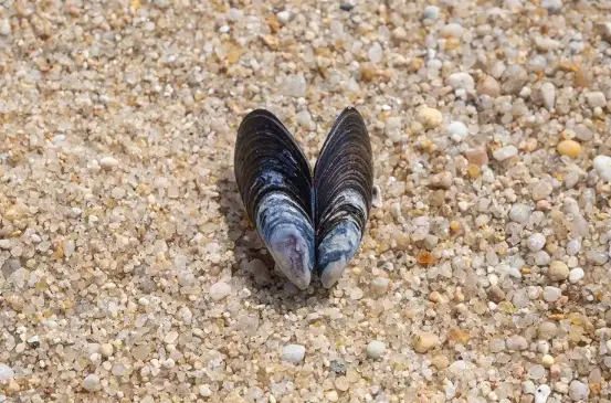 WHAT TO DO WITH MUSSEL SHELLS? 5 WAYS TO USE THEM IN THE GARDEN AND ...