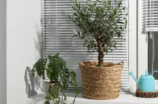 THE ESSENTIAL ACTIONS TO MAINTAIN AN OLIVE TREE IN WINTER AND ENSURE A ...