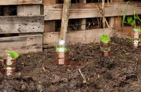 WHY PUT COPPER IN THE GARDEN? HOW TO BOOST PLANTS USING ELECTROCULTURE ...