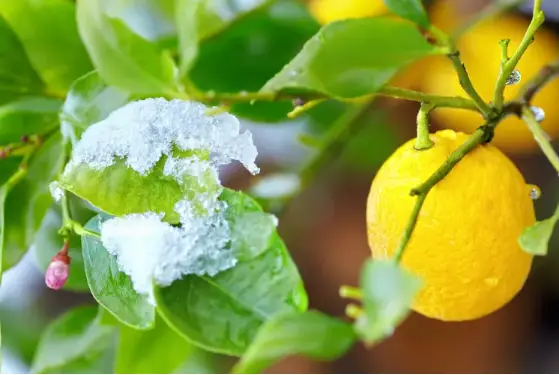 WHAT TEMPERATURE CAN A POTTED LEMON TREE TOLERATE? SHOULD IT BE BROUGHT ...